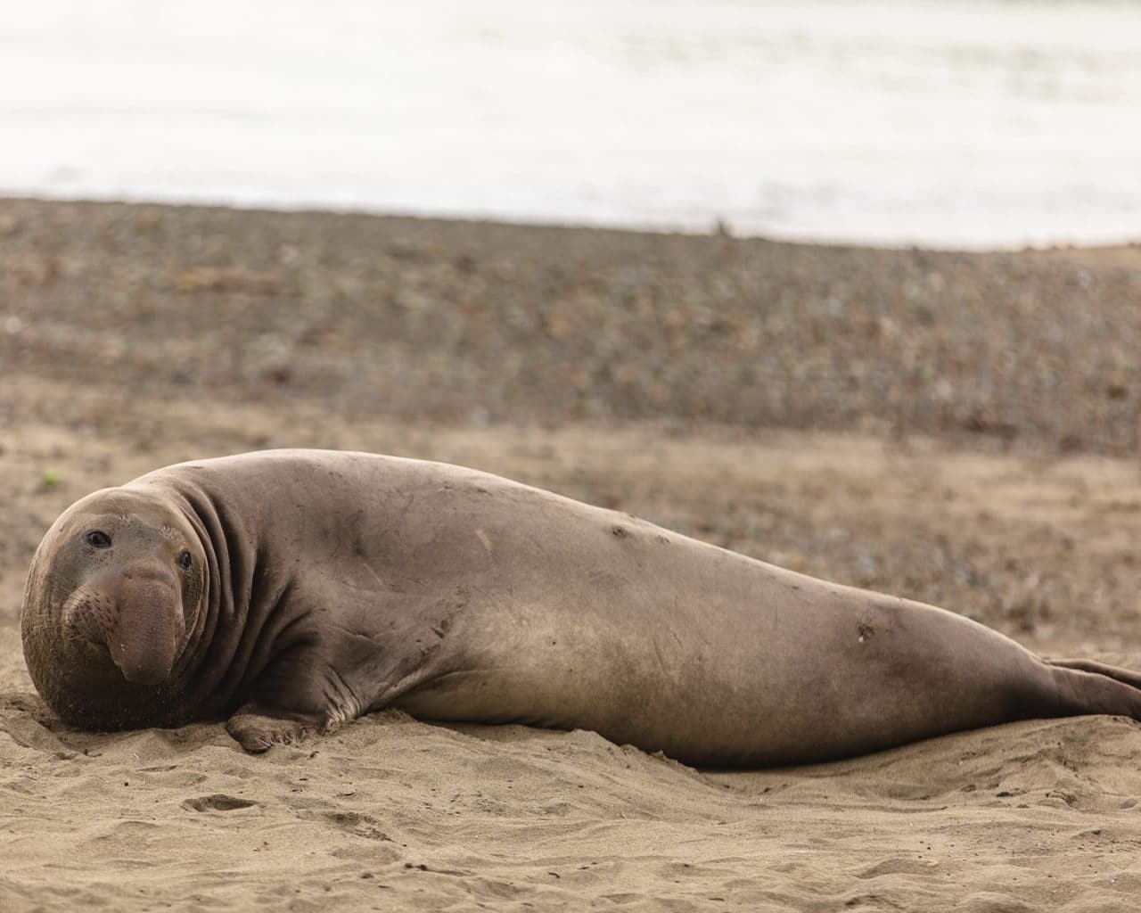 Age Classes | Friends of the Elephant Seal
