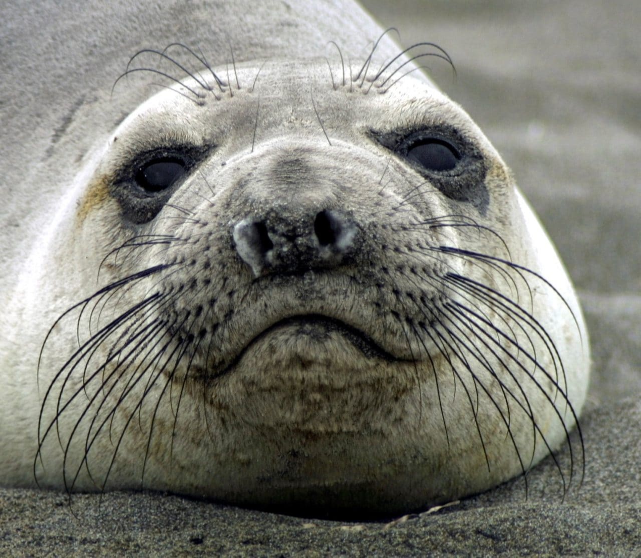 Programs | Friends of the Elephant Seal